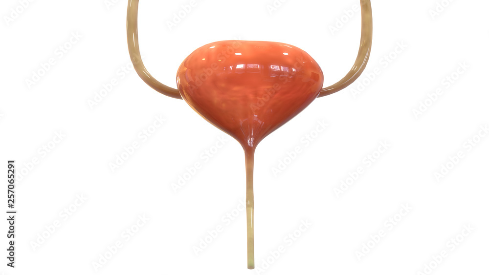 Female Urinary System Kidneys with Bladder Anatomy Stock Illustration ...