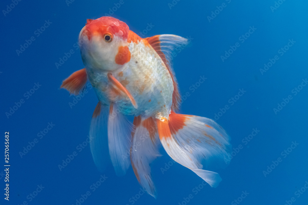 Oranda Goldfish (Carassius auratus) swimming in blue water enviroment ...