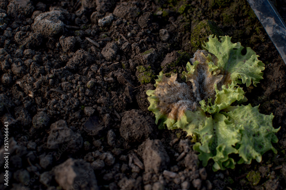 Lettuce lettuce green rot leaves abandoned polluted fields wide field ...