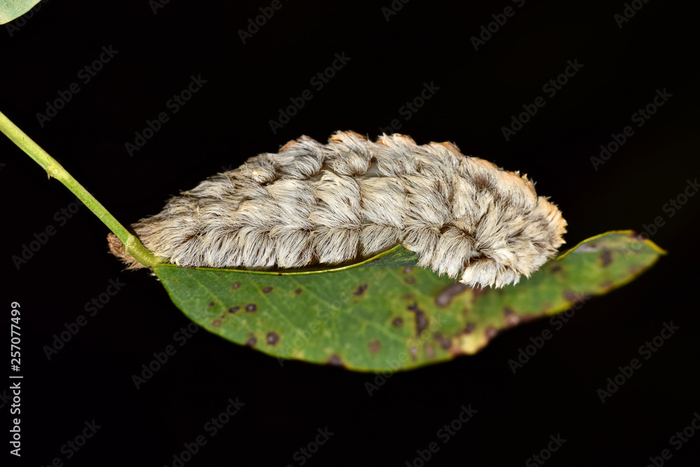 A gray-colored Flannel moth caterpillar feeding from an Oak leaf. These ...
