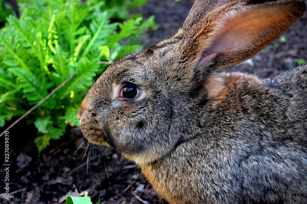 Fotka „The Flemish Giant rabbit is a very large breed of domestic ...