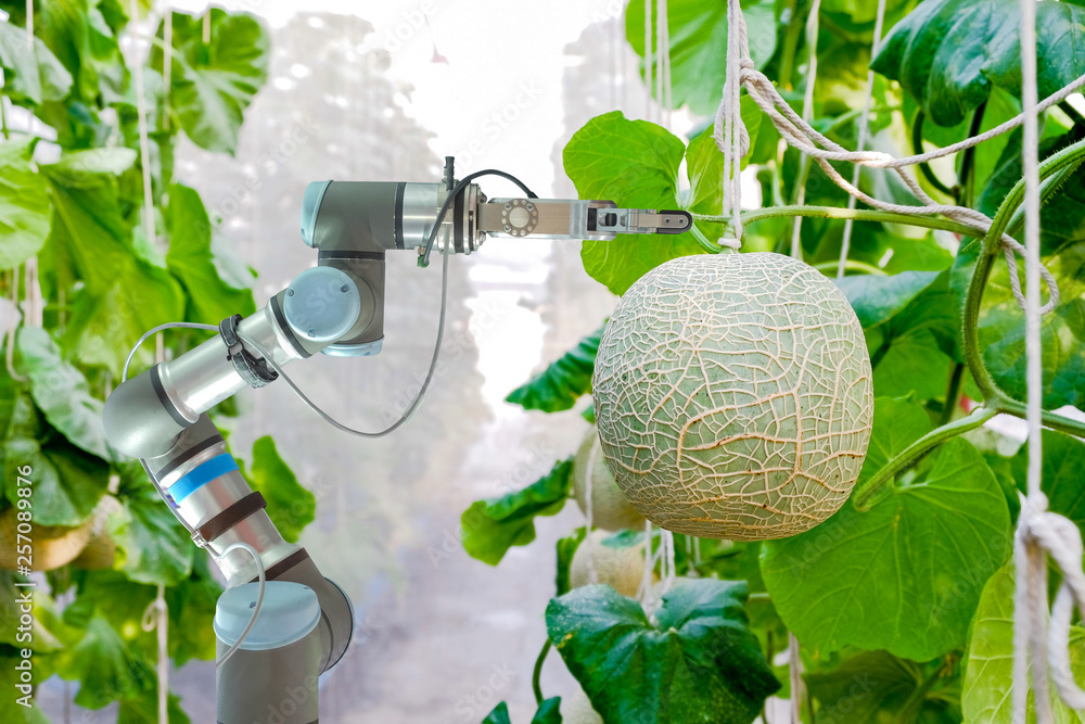 Close-up smart robotic that installed an inside on melon greenhouse ...