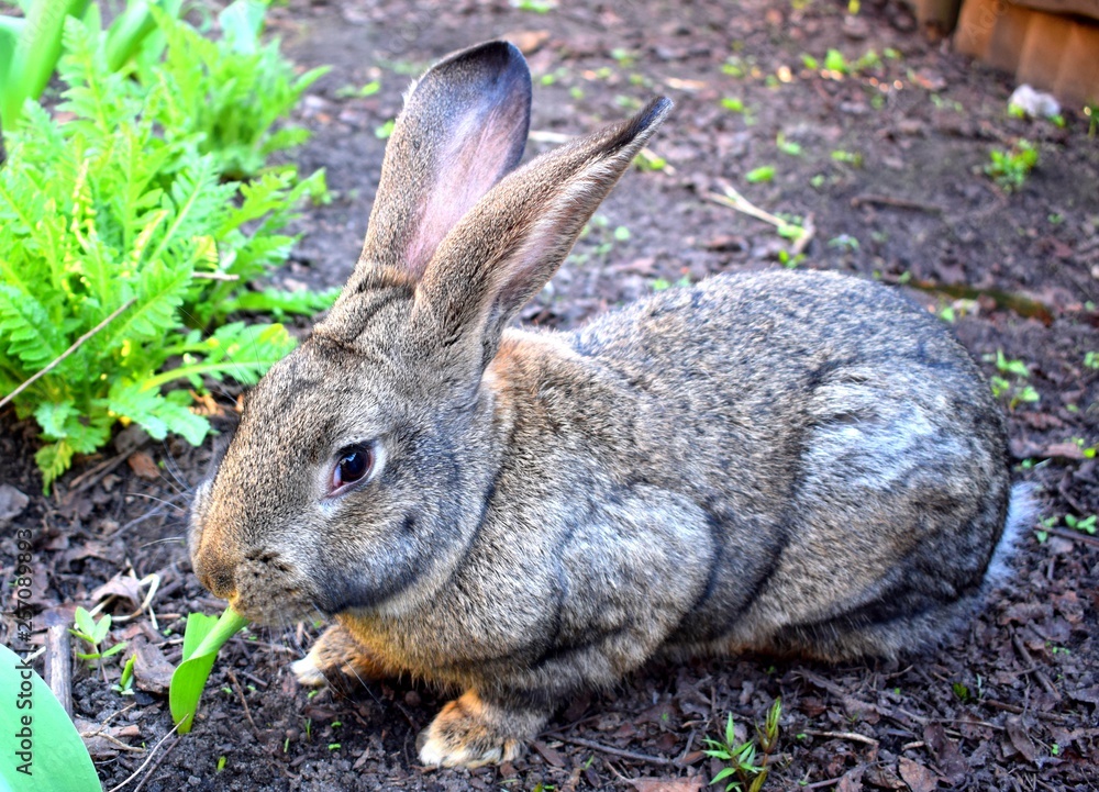 The Flemish Giant rabbit is a very large breed of domestic rabbit, and ...