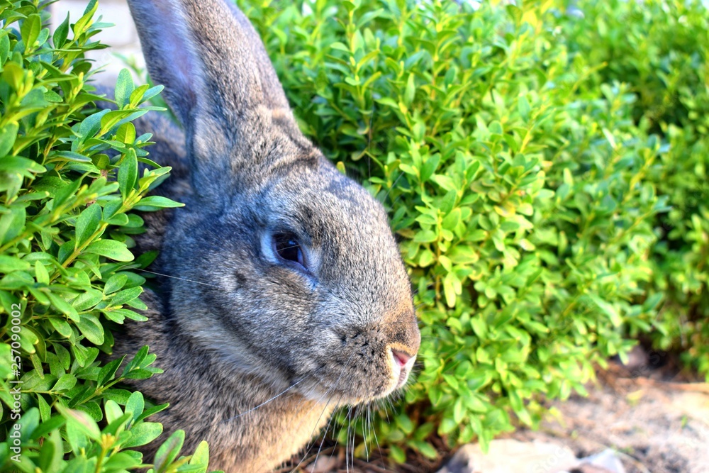 The Flemish Giant rabbit is a very large breed of domestic rabbit, and ...