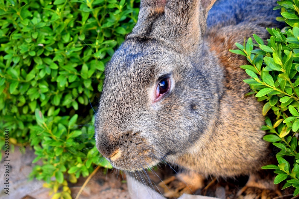 The Flemish Giant rabbit is a very large breed of domestic rabbit, and ...