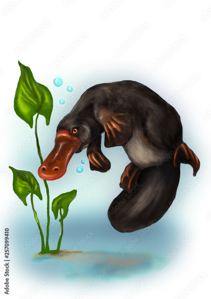 a graphical illustration of a floating platypus Stock Illustration ...