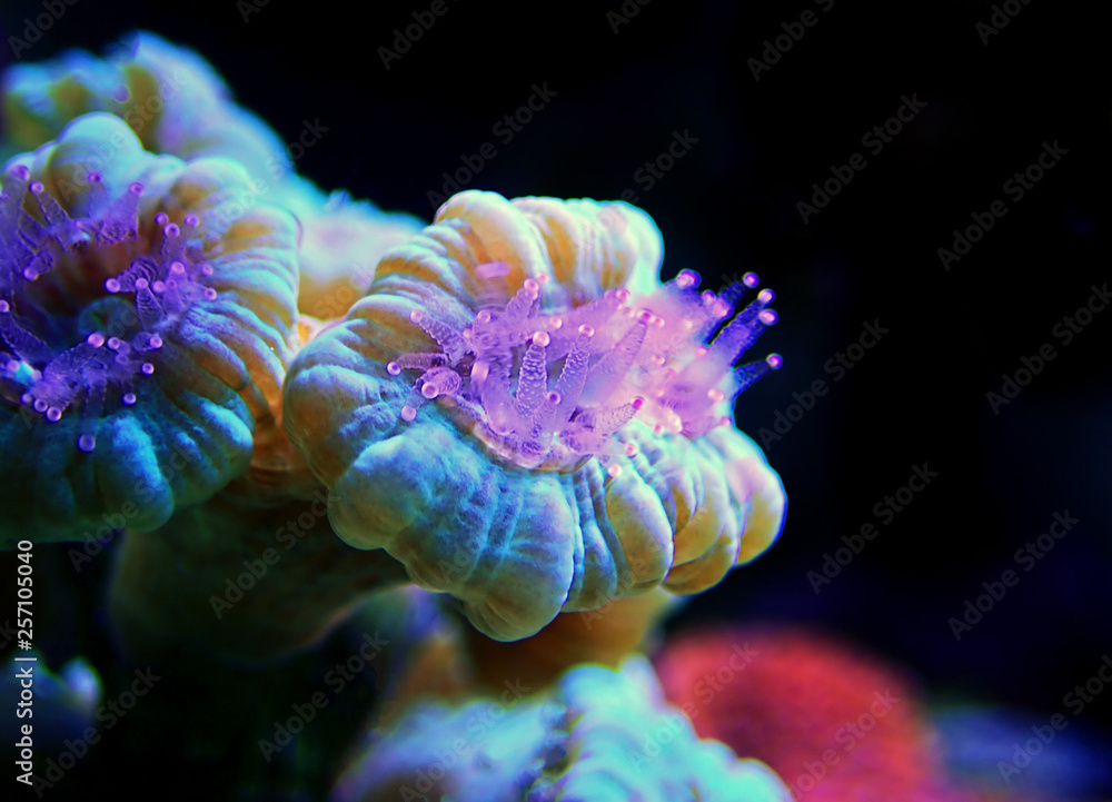 Caulastrea Trumpet long polyp stony coral in reef aquarium Stock Photo ...