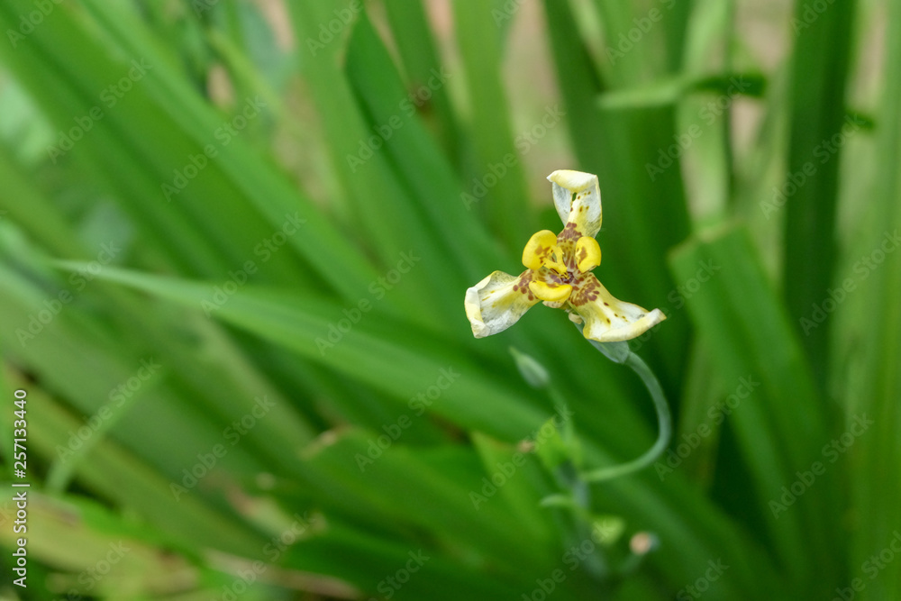 Neomarica (walking iris, apostle's iris or apostle plant – names also ...