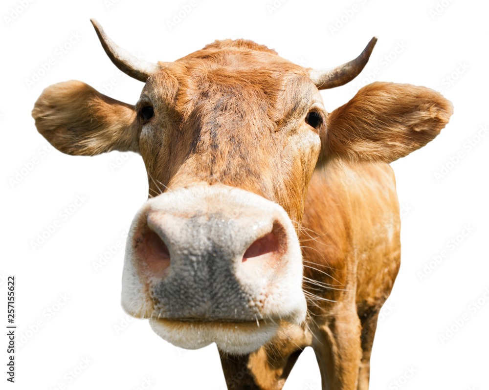 Curious brown cow (close-up), isolated on white background Stock Photo | Adobe Stock