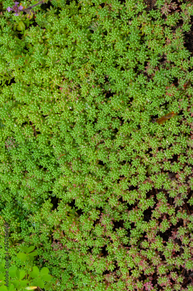 Succulent Sedum Gold Moss, bright and beautiful young green ground ...