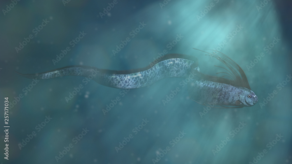 giant oarfish, beautiful Regalecus glesne so called king of herrings ...