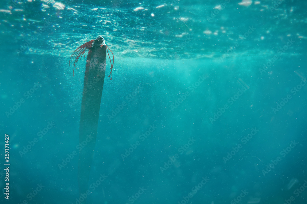 giant oarfish, Regalecus glesne in a typical vertical swimming position ...