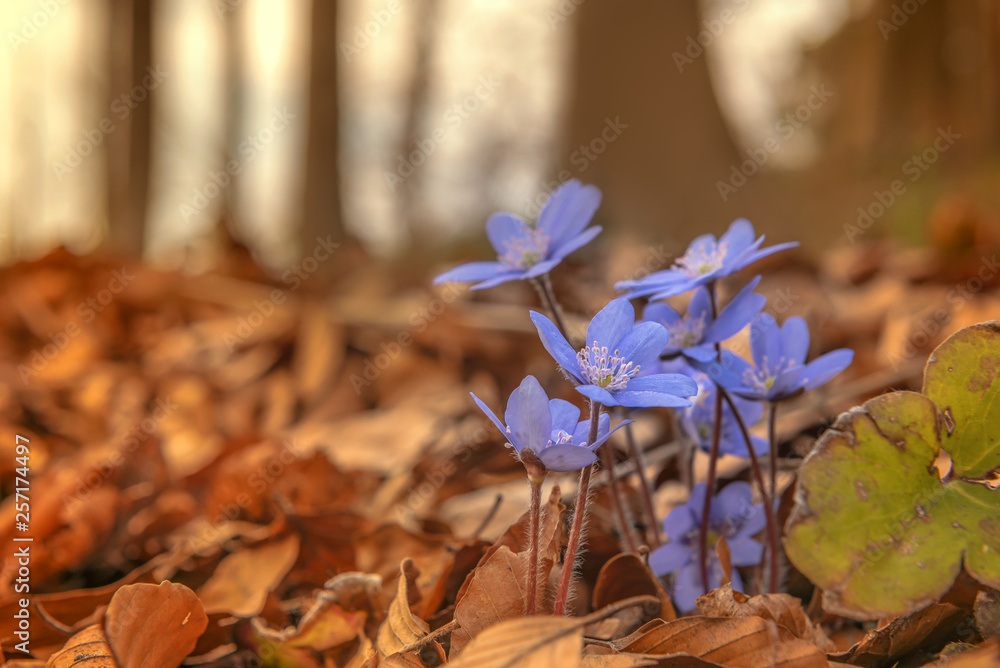 The hepatica (Hepatica nobilis) is a plant species within the family ...