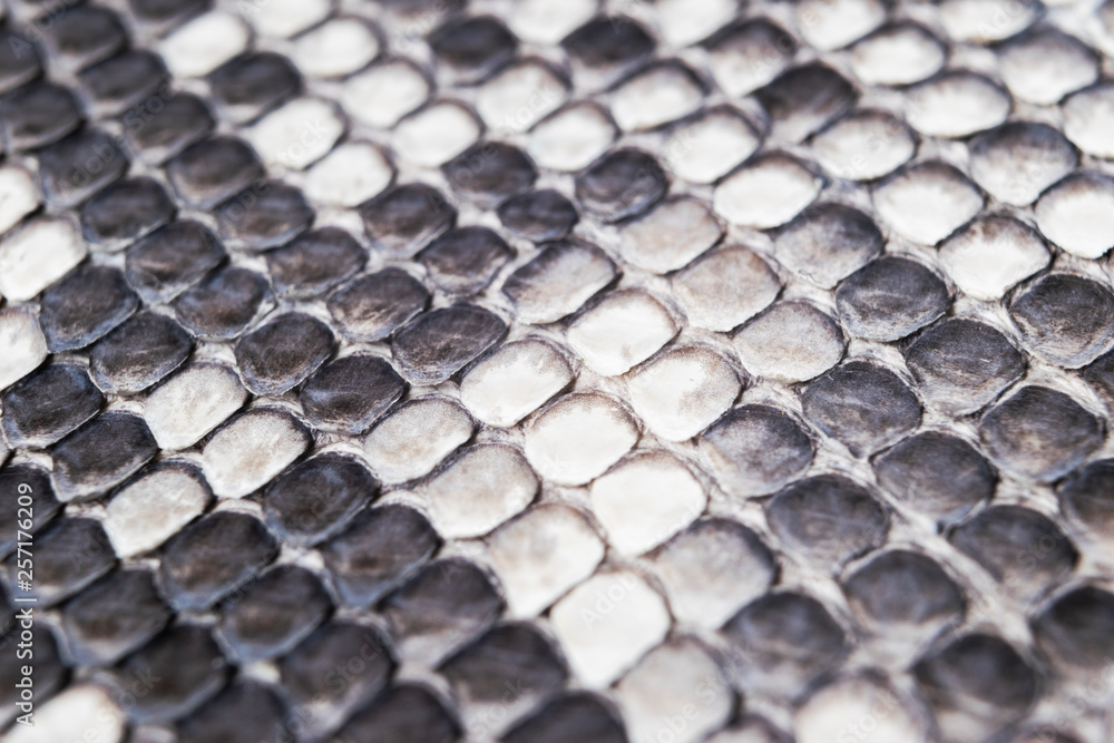 Structure natural snake skin pattern. Piton skin background. Python ...
