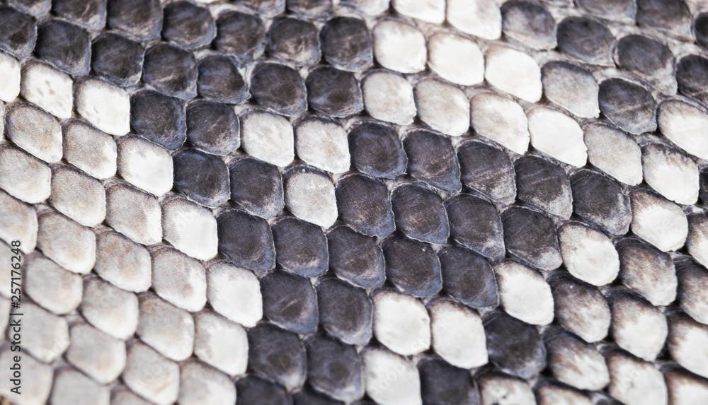 Structure natural snake skin pattern. Piton skin background. Python ...
