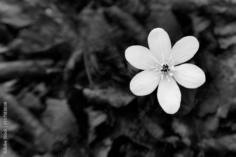 Artistic bloom detail. Flowering liverleaf. Hepatica nobilis ...