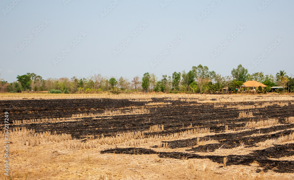 Rice field was burned after harvest.Background of Burning rice field ...