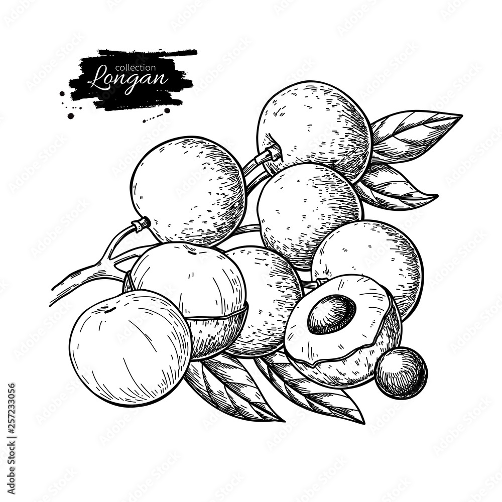 Longan vector drawing. Hand drawn tropical fruit illustration. Engraved ...