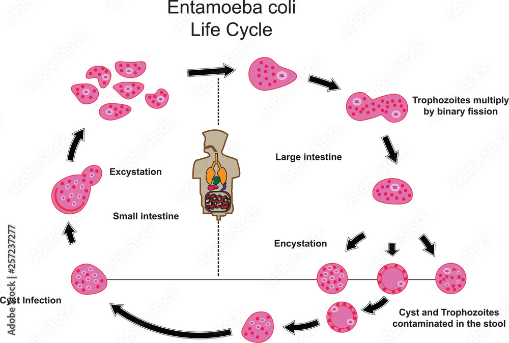 Entamoeba coli.Medical Parasitology.Parasitic microscope. Photos ...