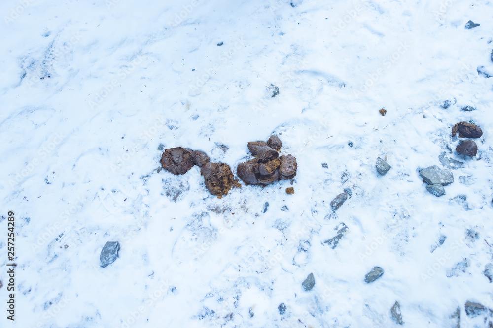 Traces of animals in the snow. Horse shit on the surface of the ice ...