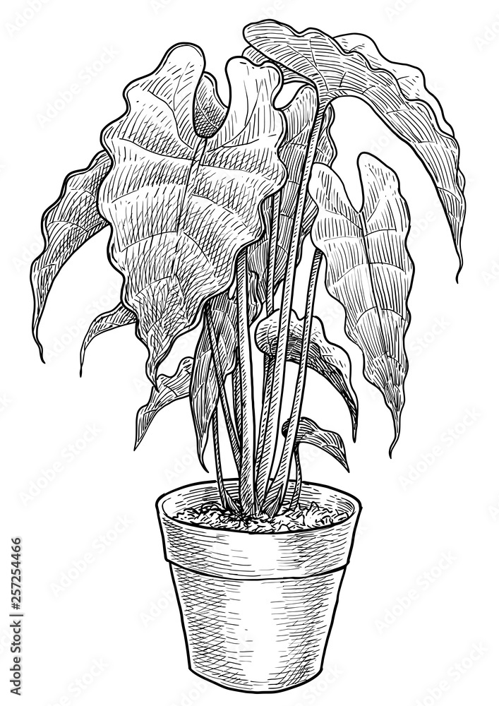 Alocasia in pot illustration, drawing, engraving, ink, line art, vector ...
