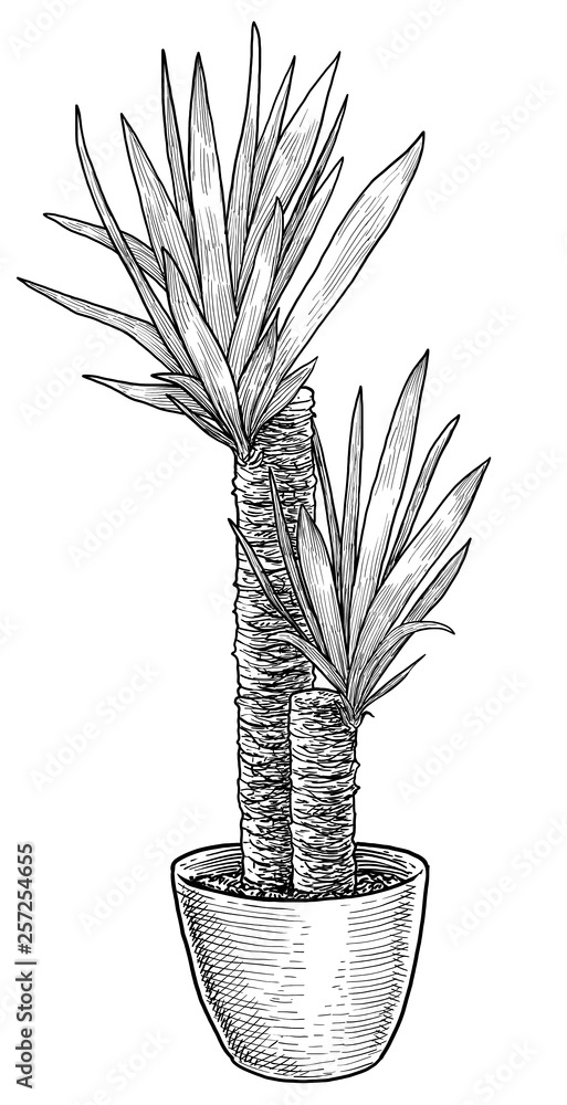 Yucca tree illustration, drawing, engraving, ink, line art, vector ...