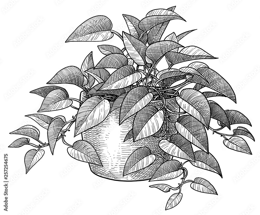 Golden pothos illustration, drawing, engraving, ink, line art, vector ...