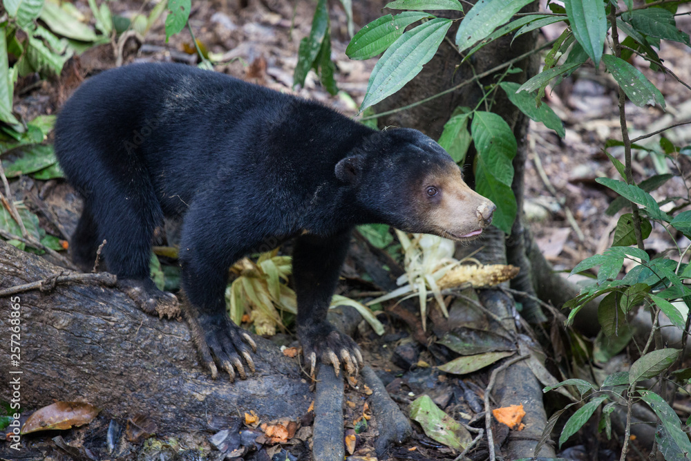 Sun bear, Helarctos malayanus, the smallest bear in the world, the sun ...
