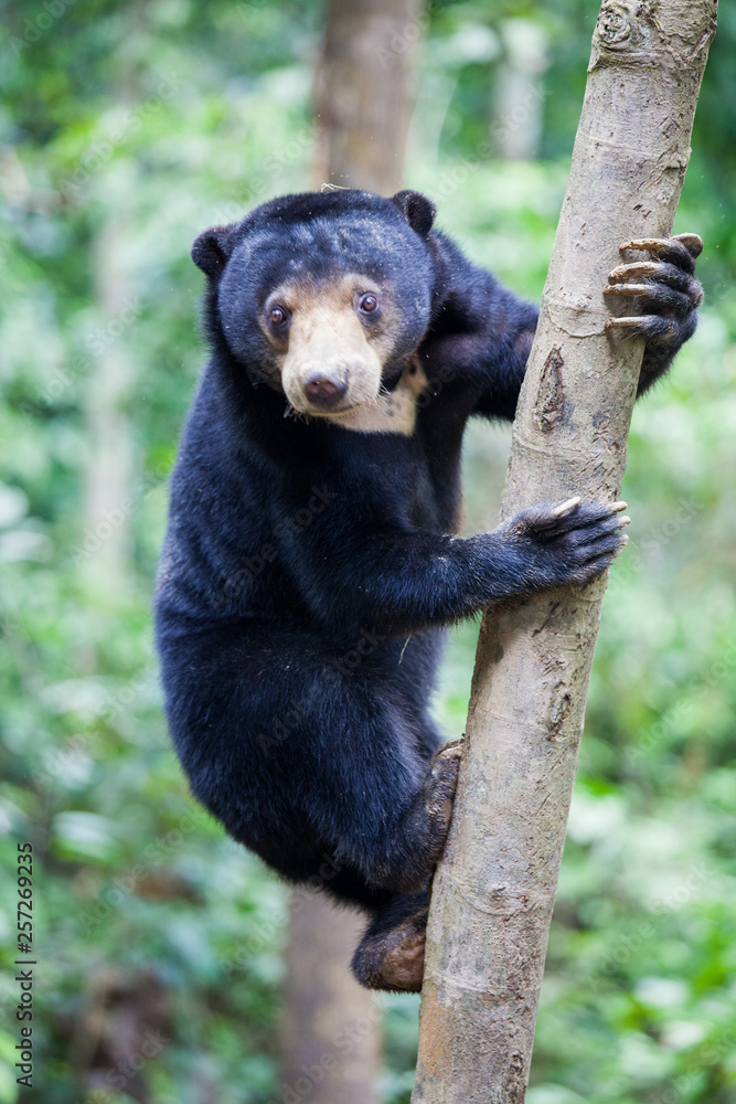 Sun bear, Helarctos malayanus, the smallest bear in the world, the sun ...
