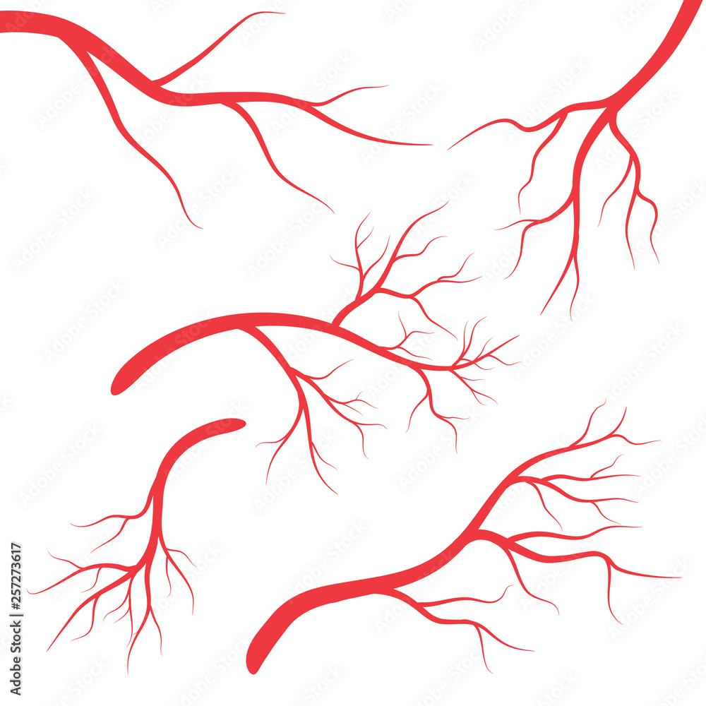 Human veins, red blood vessels design on white backgroun. Vector ...