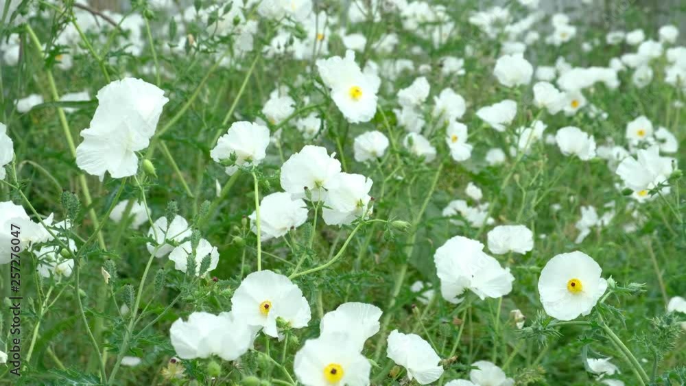 Field of beautiful White Prickly Poppy plants (Argemone albiflora ...