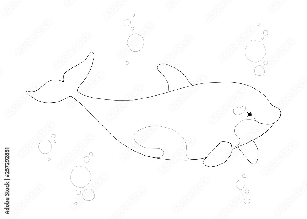 Killer Whale Outline