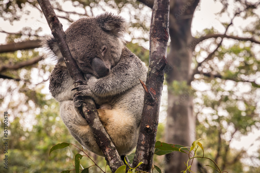 Wet Koala