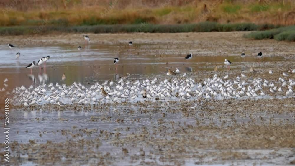 Flock of Wrybill, Pacific Golden Plover and Pied Stilts in a wetland in ...