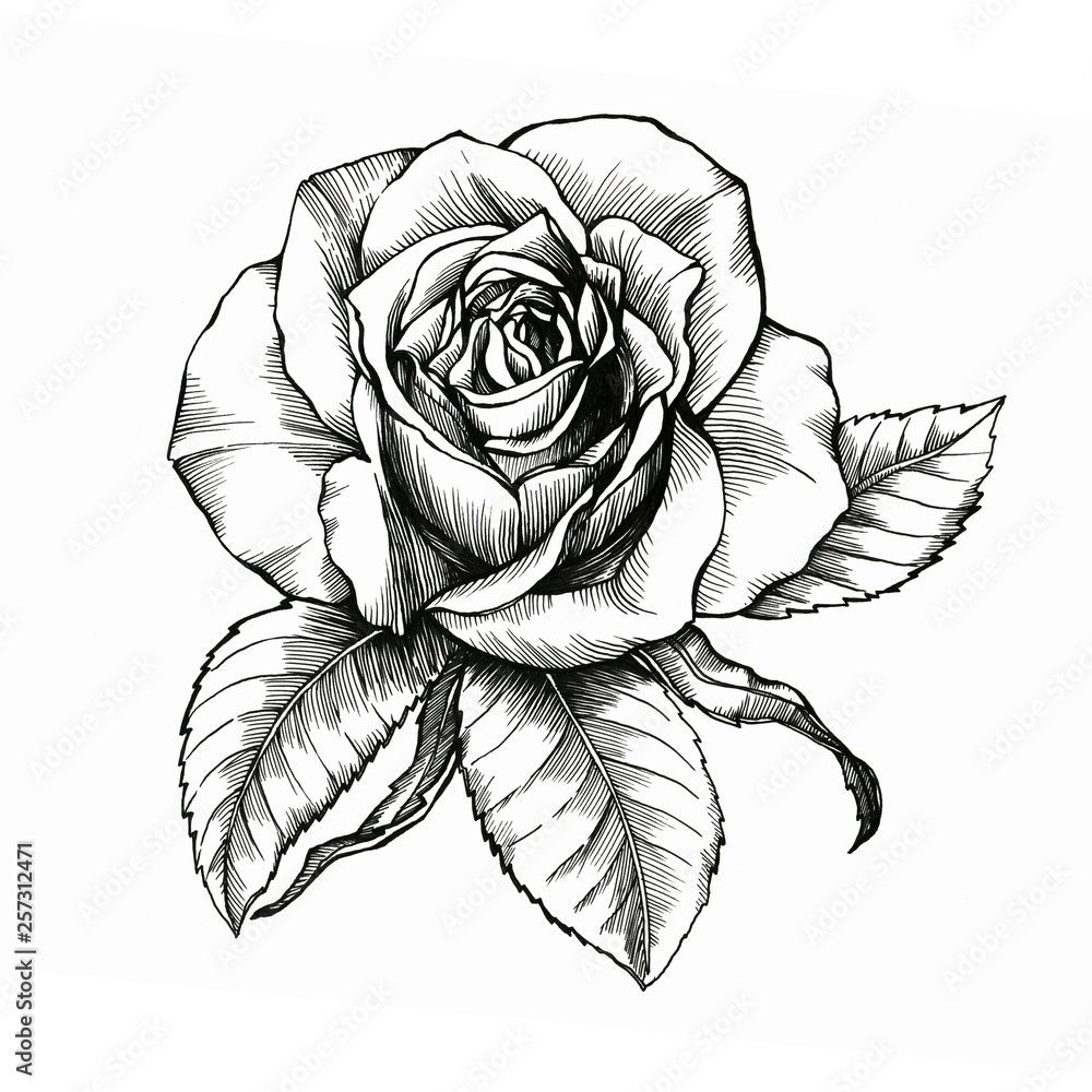Single Rose Black And White