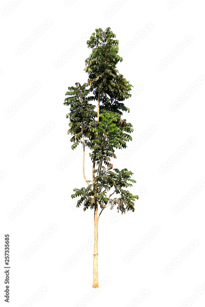 Beautiful and Specimen Trees to Grow in botanical garden isolated on ...