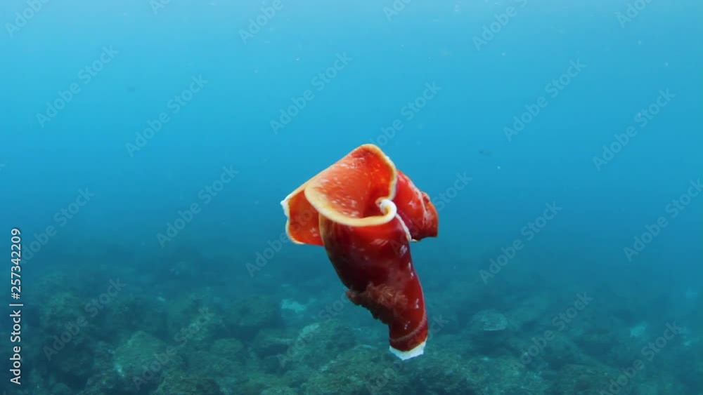 A flamboyant Nudibranch sea creature called a Spanish Dancer swimming ...