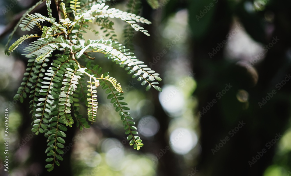 Closeup image of Kowhai leaves with copy space. Kowhai are small woody ...