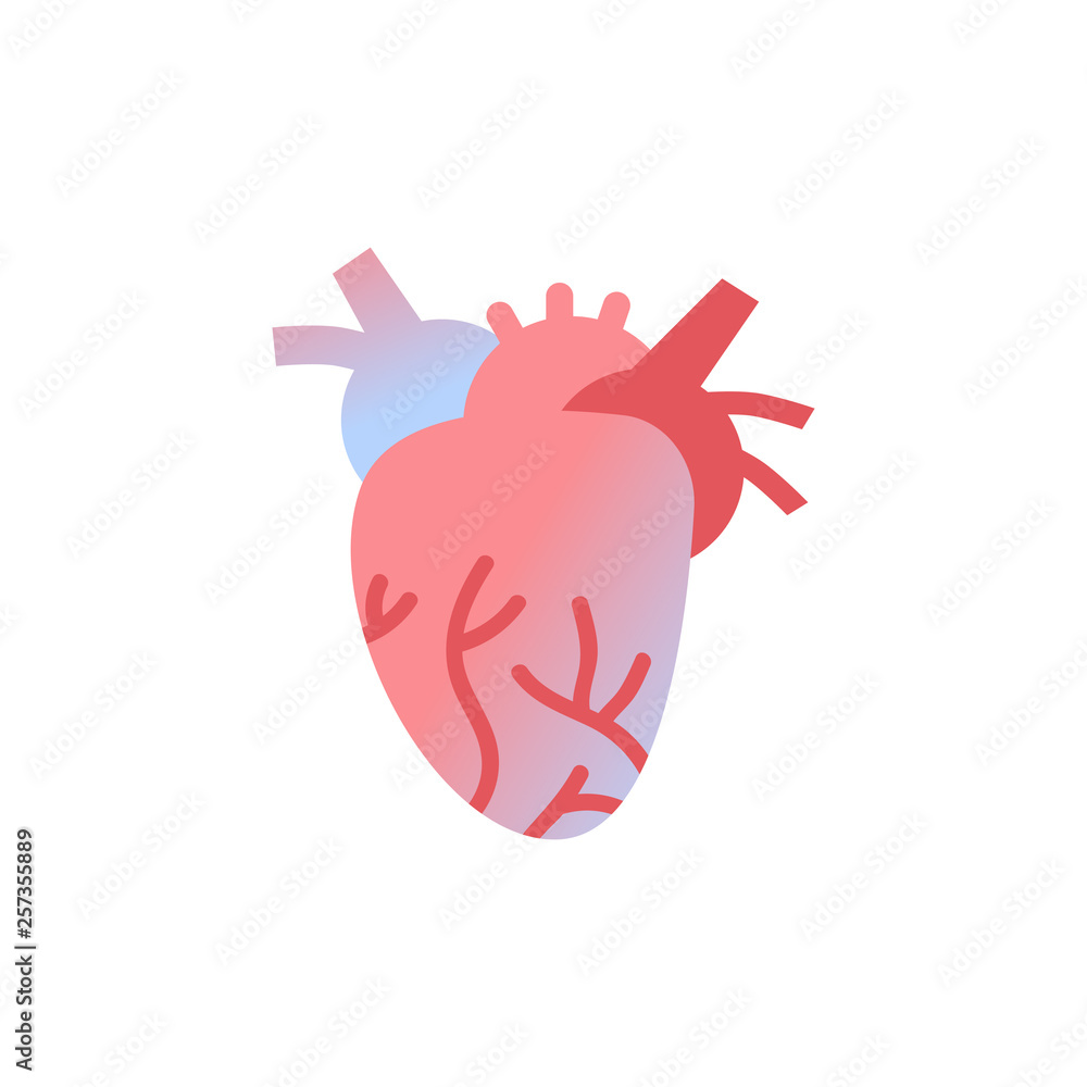 Anatomical heart icon human body organ anatomy Stock Vector | Adobe Stock