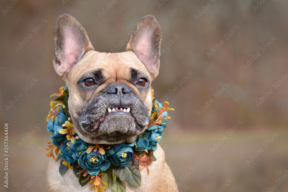Beautiful portrait of a female brown French Bulldog dog showing smile ...