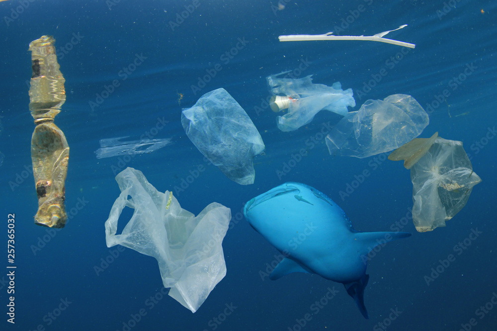 Plastic ocean pollution. Whale Shark filter feeds in polluted ocean ...