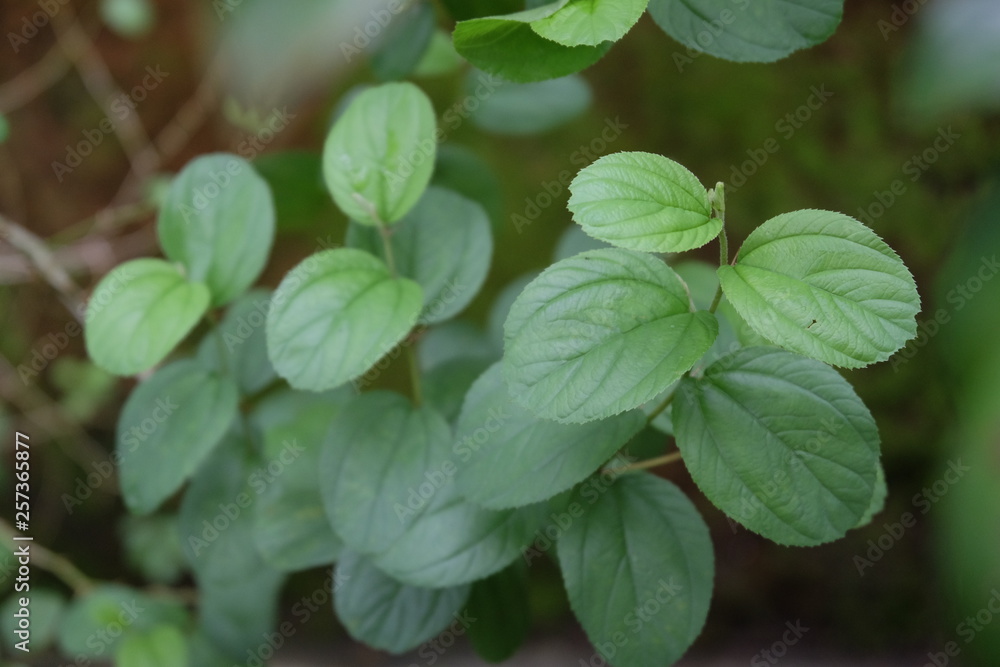 Bidara Arab (Arabian Jujube), is a type of small tree that produces ...