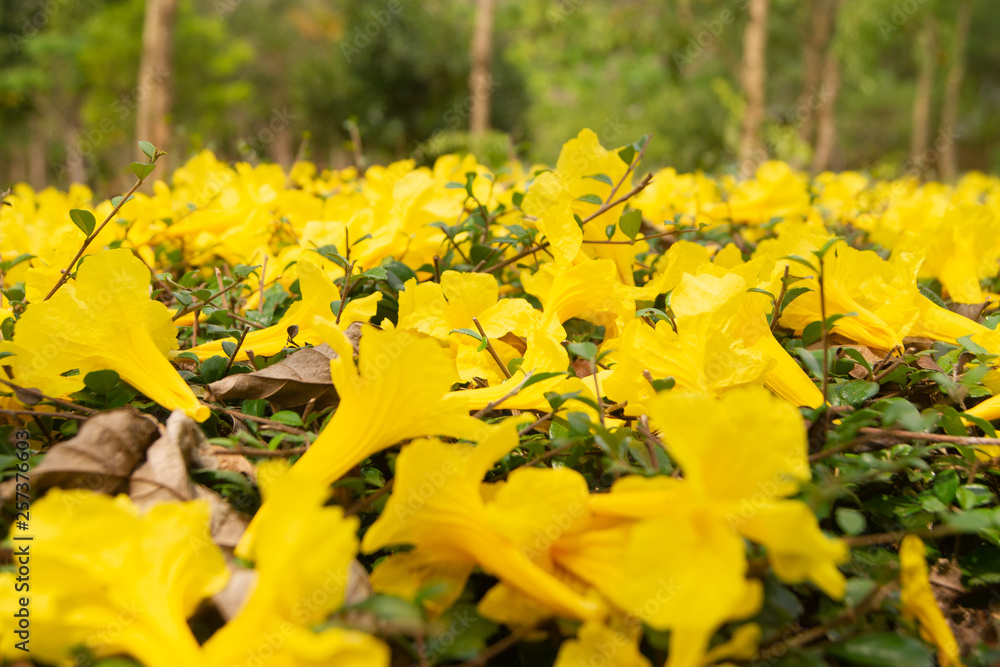 Golden flowers fall on the ground,Named the golden tree. Stock Photo ...