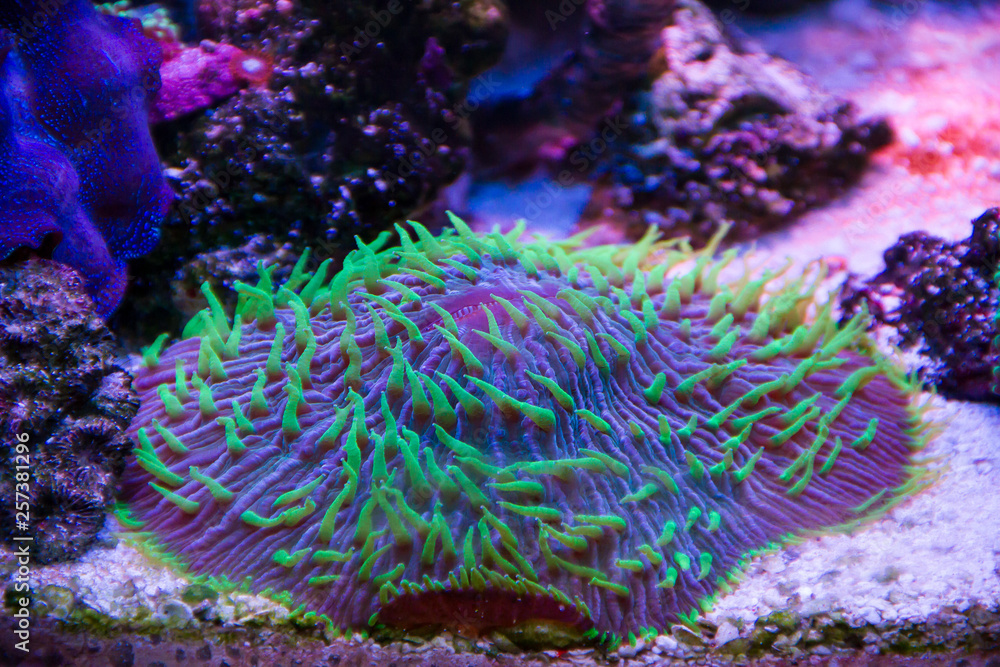 Fungia Plate Coral