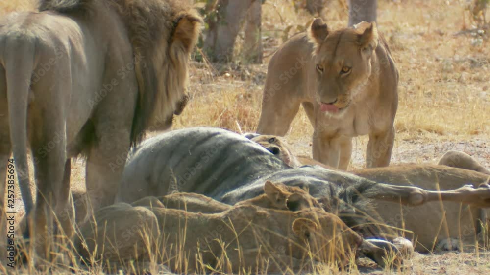 Male lion displays dominance as he stares down another lion until it ...