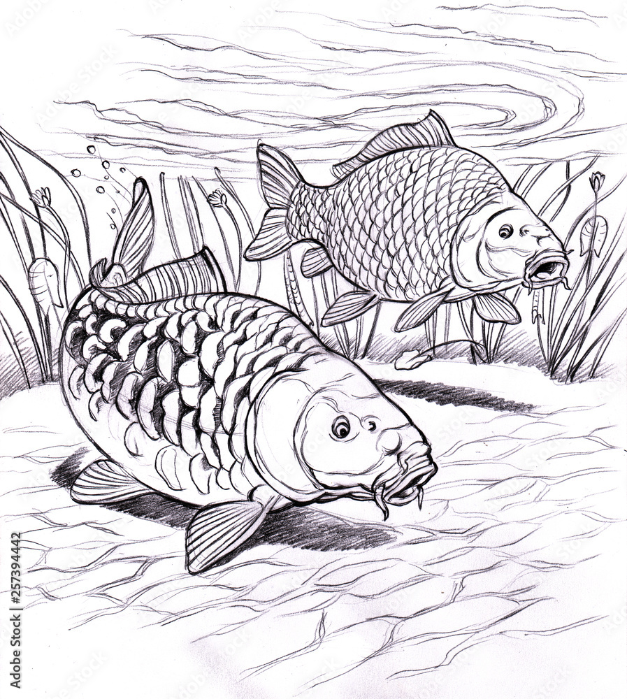 Pencil Drawings Of Fish