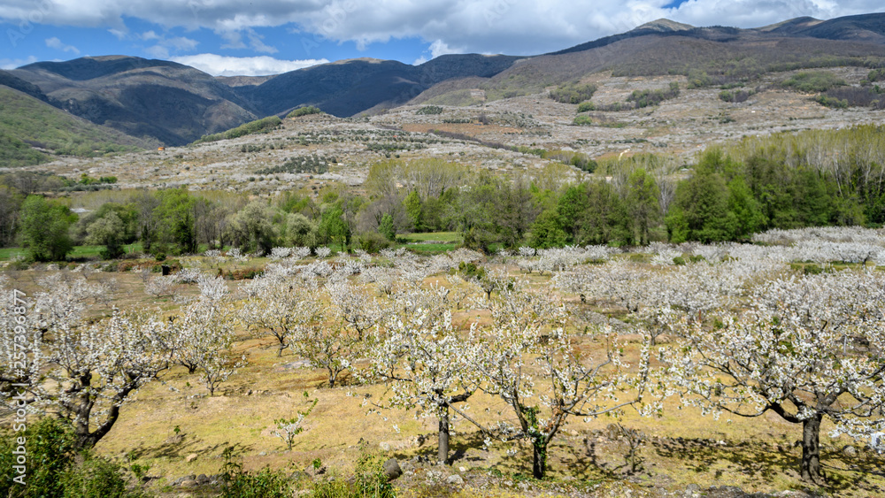 Overview of the Jerte Valley, during the thousands of cherry trees ...