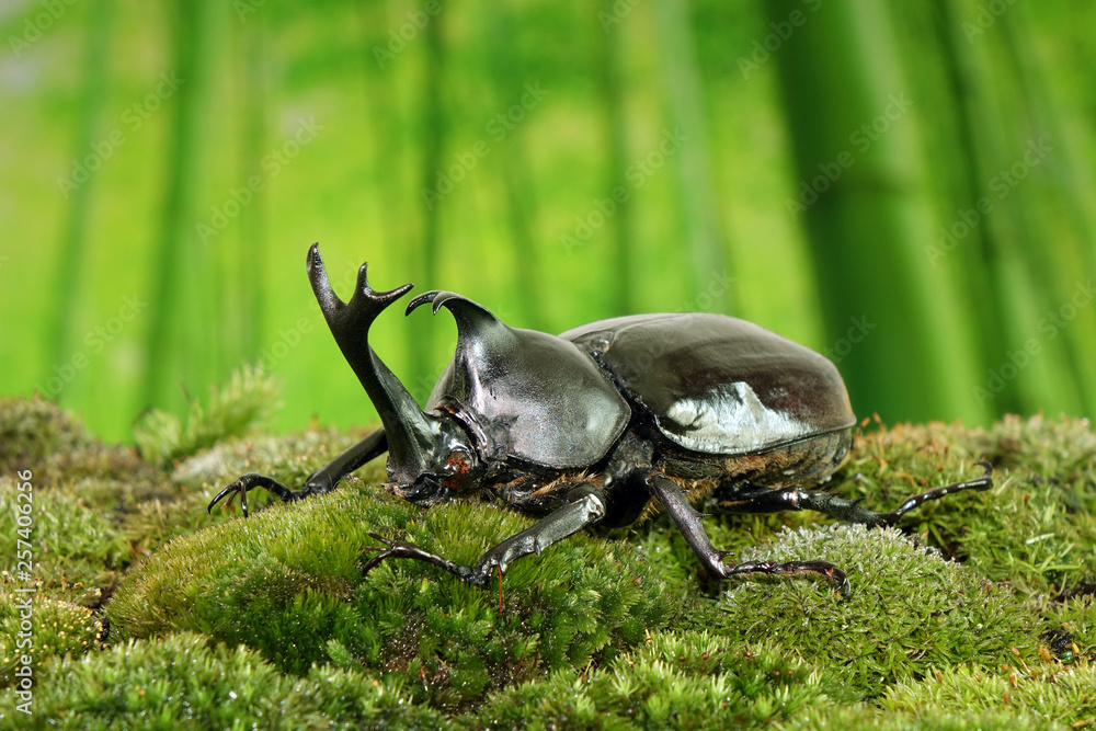 Japanese rhinoceros beetle (Allomyrina dichotoma) or Japanese horn ...
