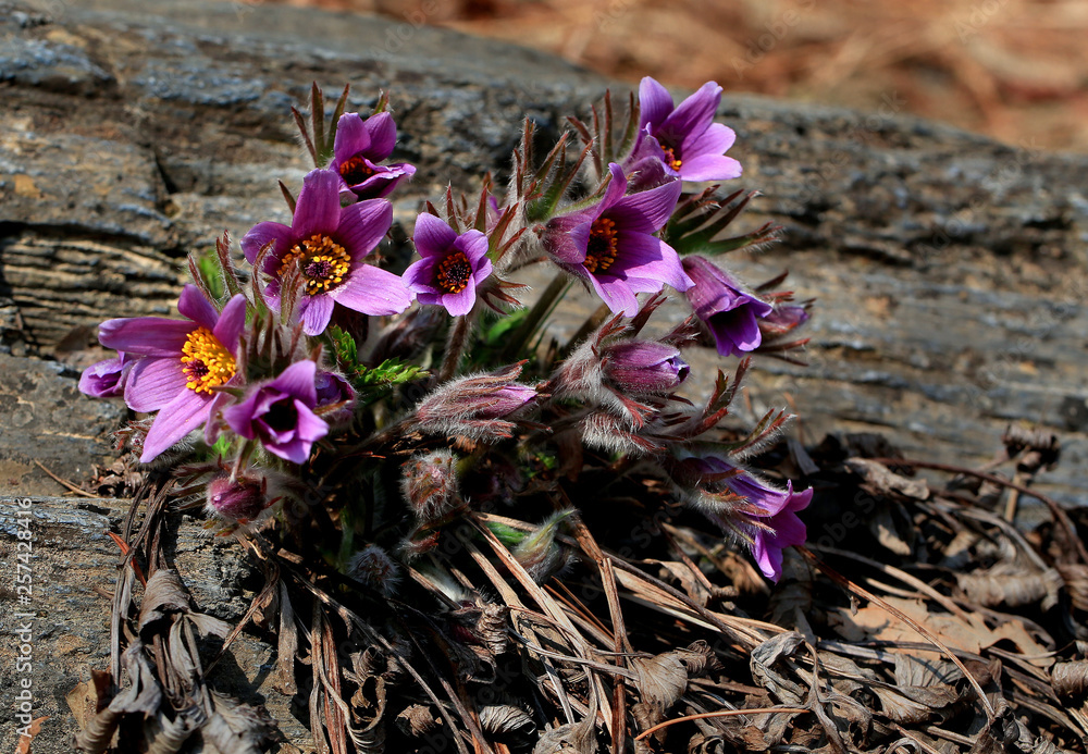 Donggang pasque-flower is an endemic species of South Korea and is ...