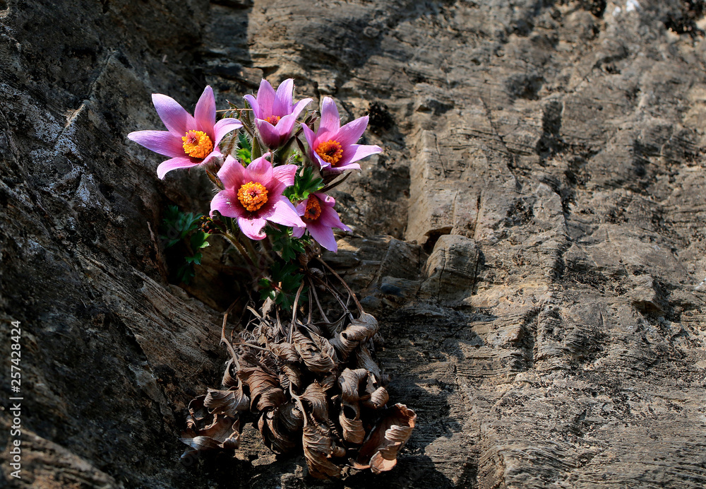 Donggang pasque-flower is an endemic species of South Korea and is ...